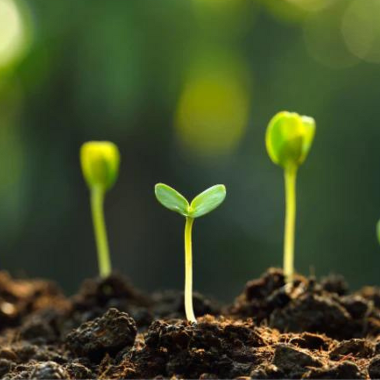 Rustic Rays Candle Co. | Natural Home Fragrance